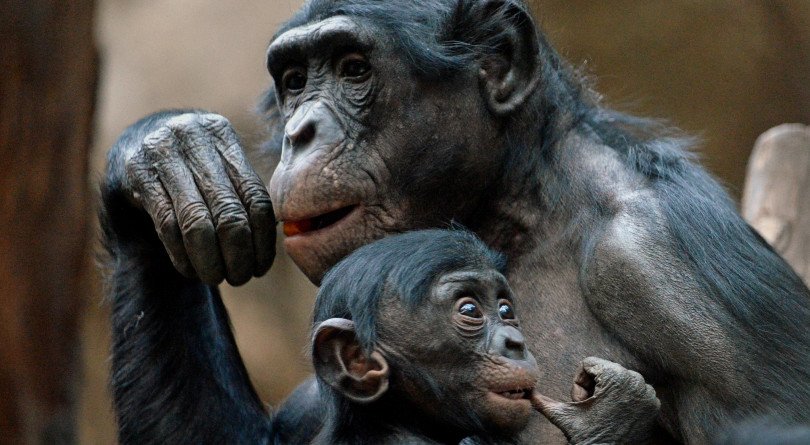 Understanding roots of human musical intelligence - Think Different Nation