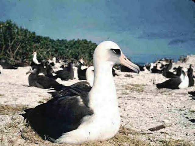 How does spatial cognition of animals help them in navigation? - Think ...