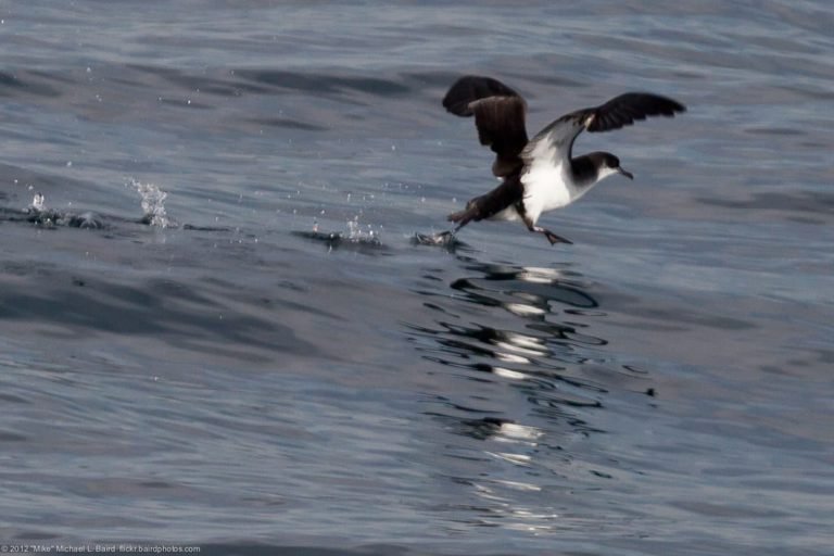 How does spatial cognition of animals help them in navigation? - Think ...