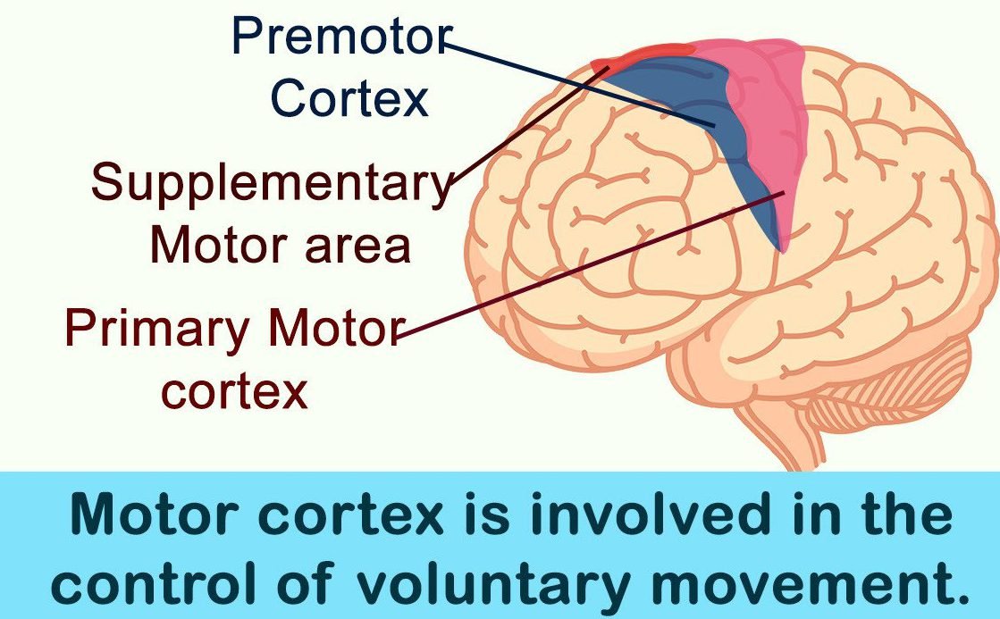 Evolution and importance of bodily-kinesthetic intelligence